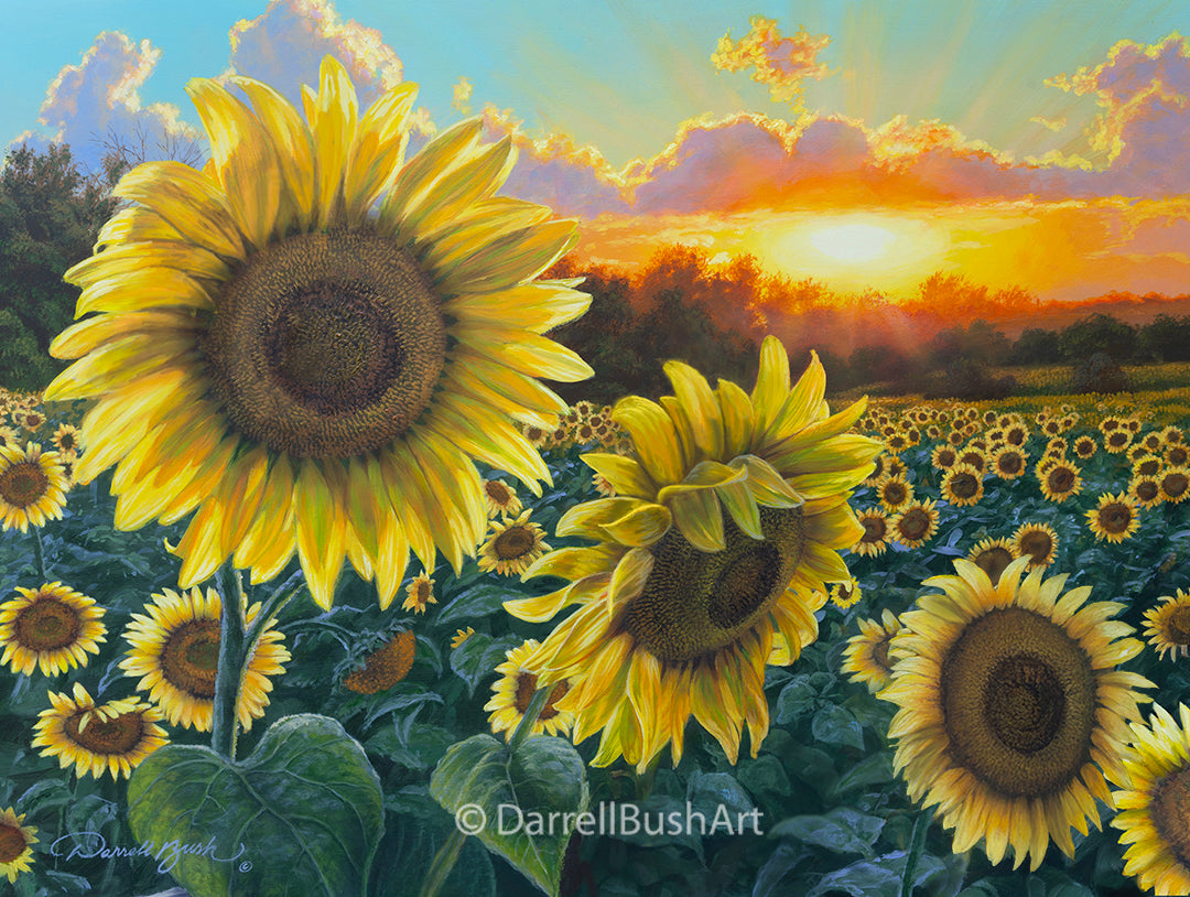 Field of Gold - Sunflowers – Darrell Bush Art